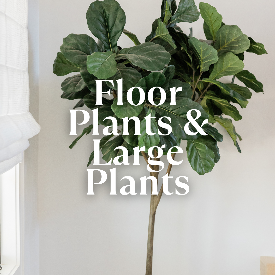 Thea Plant Co, Providence Plant Store & Plant Services